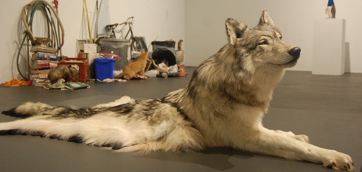 Taxidermy: Old School Art That Still Exists Today – The Print Street